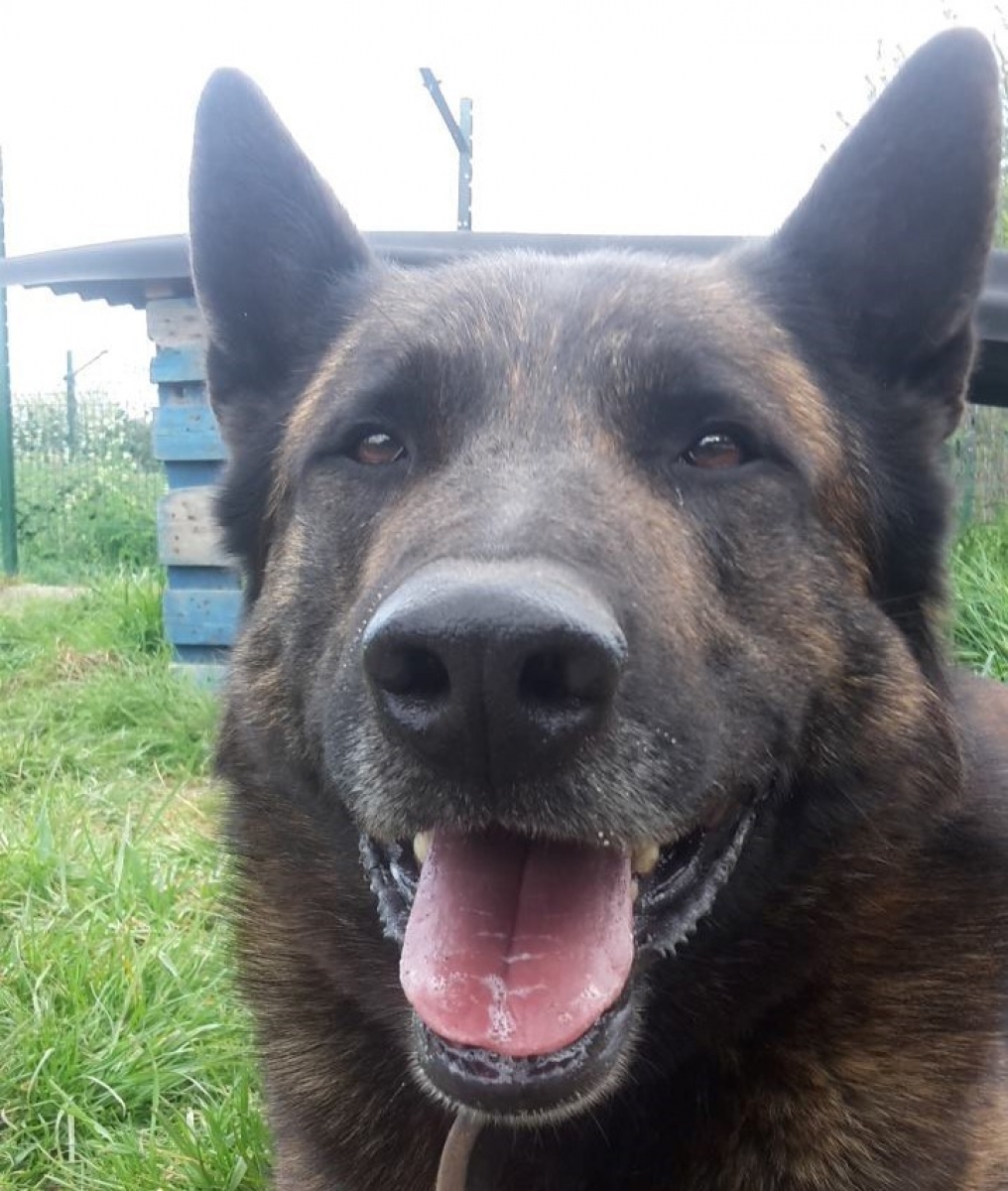 Parrainage / Parrainer un chien - GAROU le charismatique