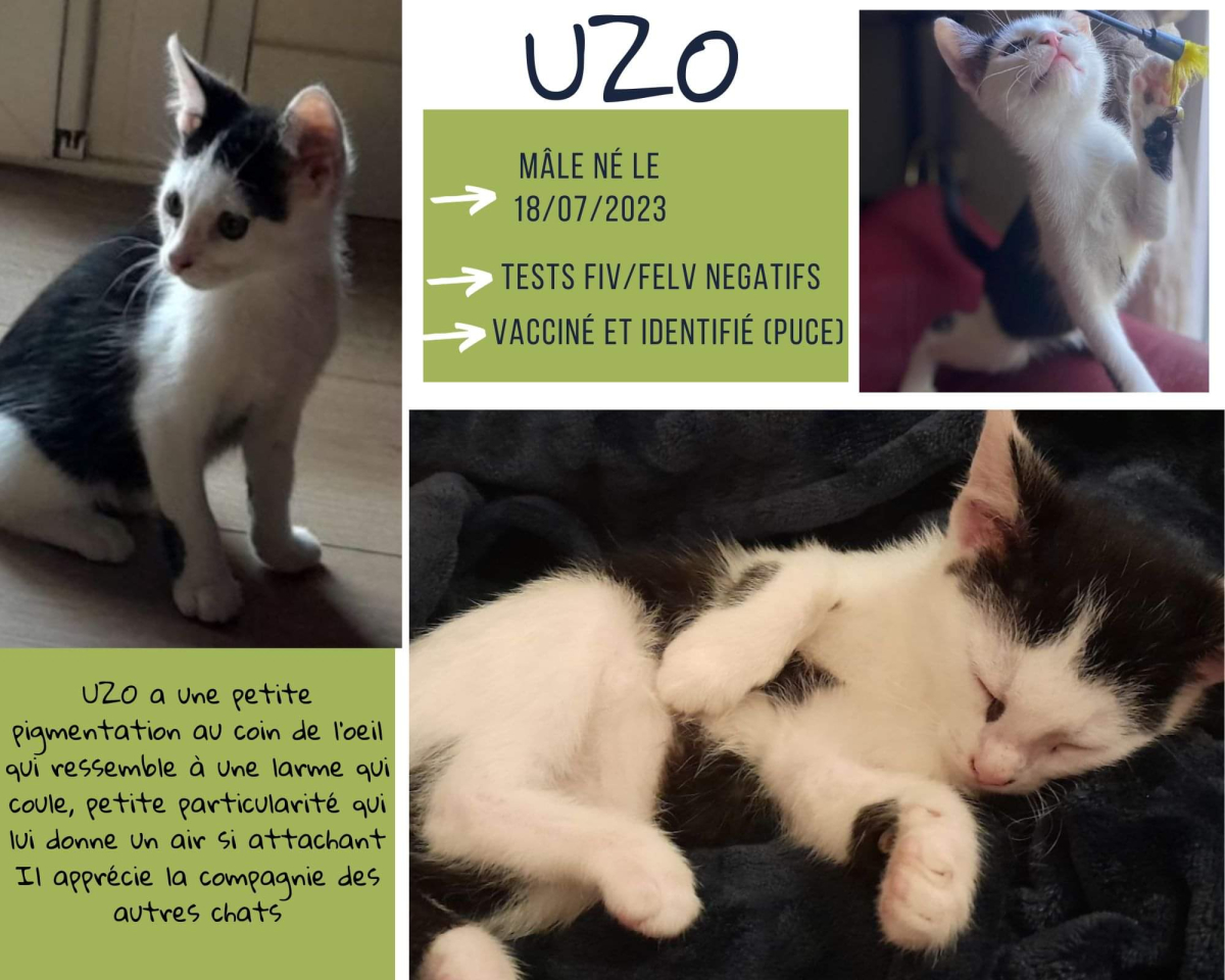 Adoption / Adoption de chat - UZO