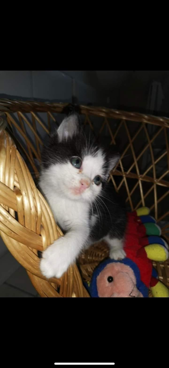 Famille d'accueil / Accueil d'un chat - diabolo A la réservation