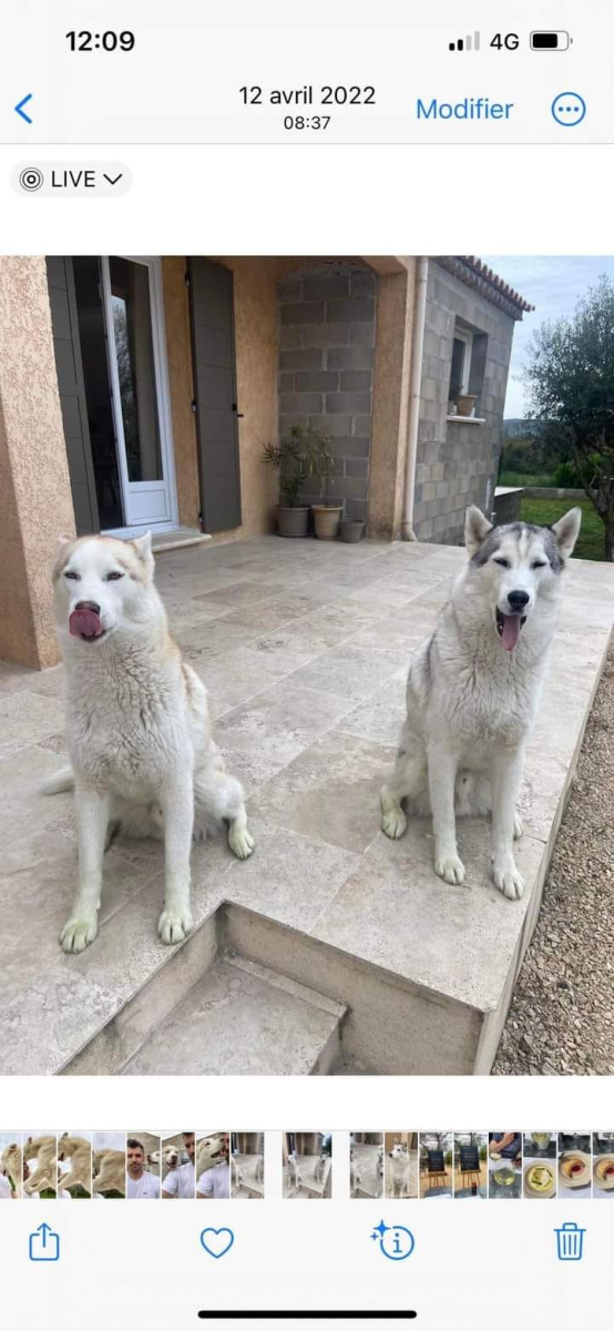 Adoption / Adoption de chien - Patch (le doré) et Phantom (le gris),