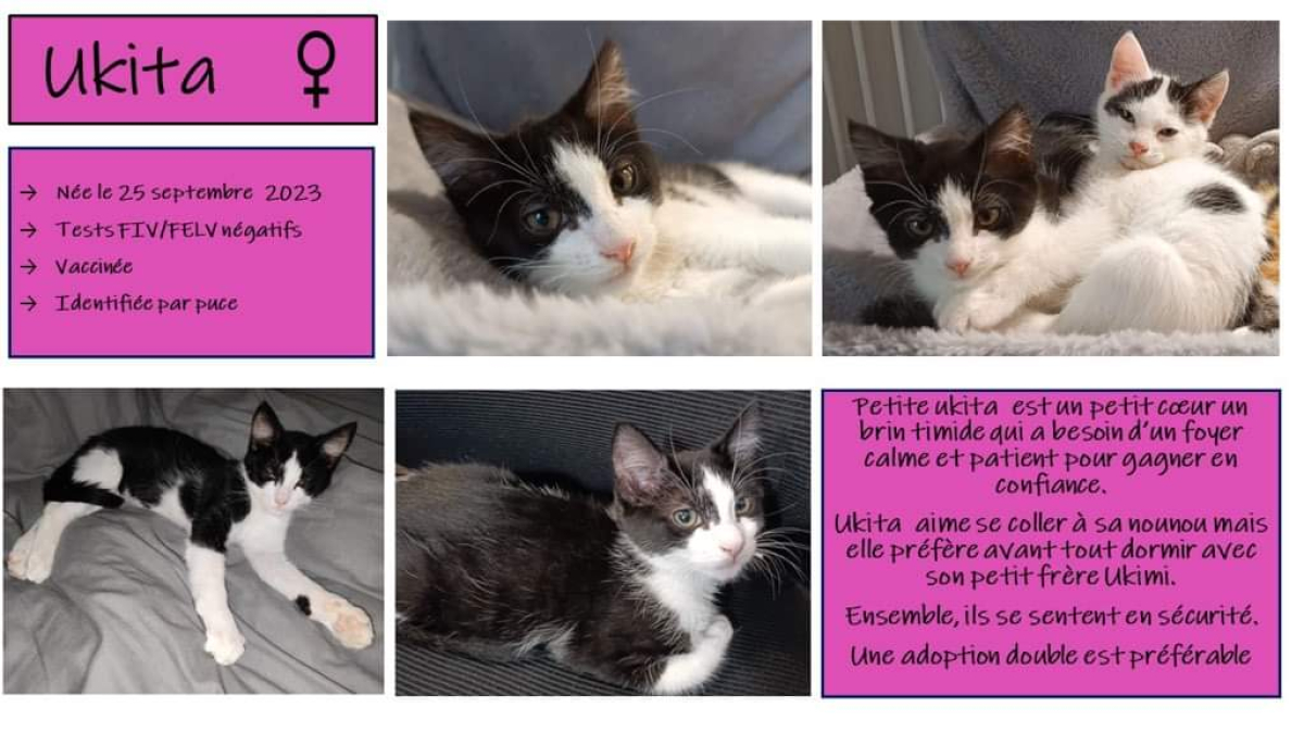 Adoption / Adoption de chat - UKITA