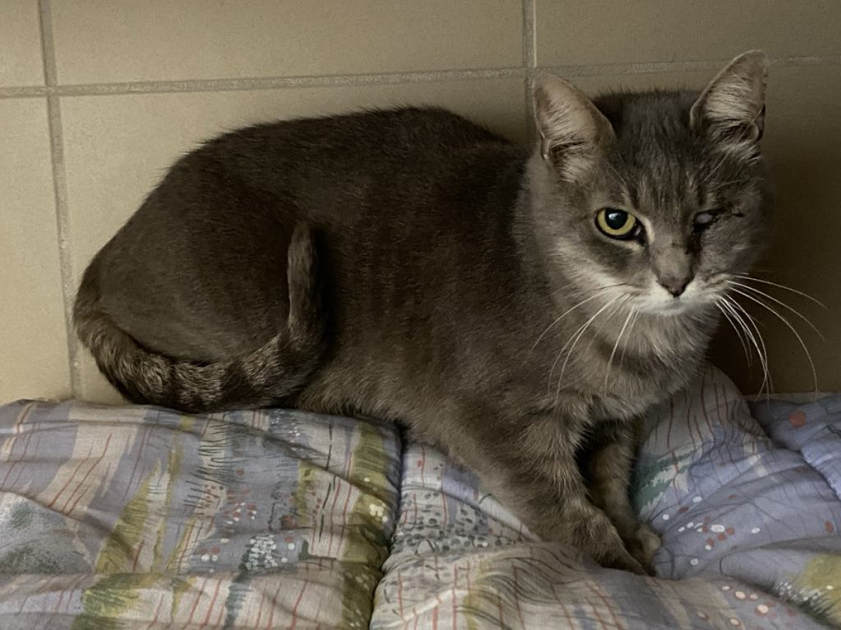 Adoption / Adoption de chat - SICILE