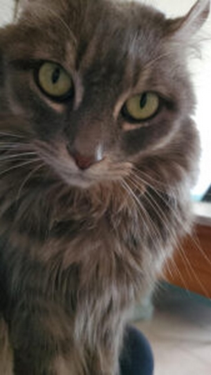 Adoption / Adoption de chat - Tequila