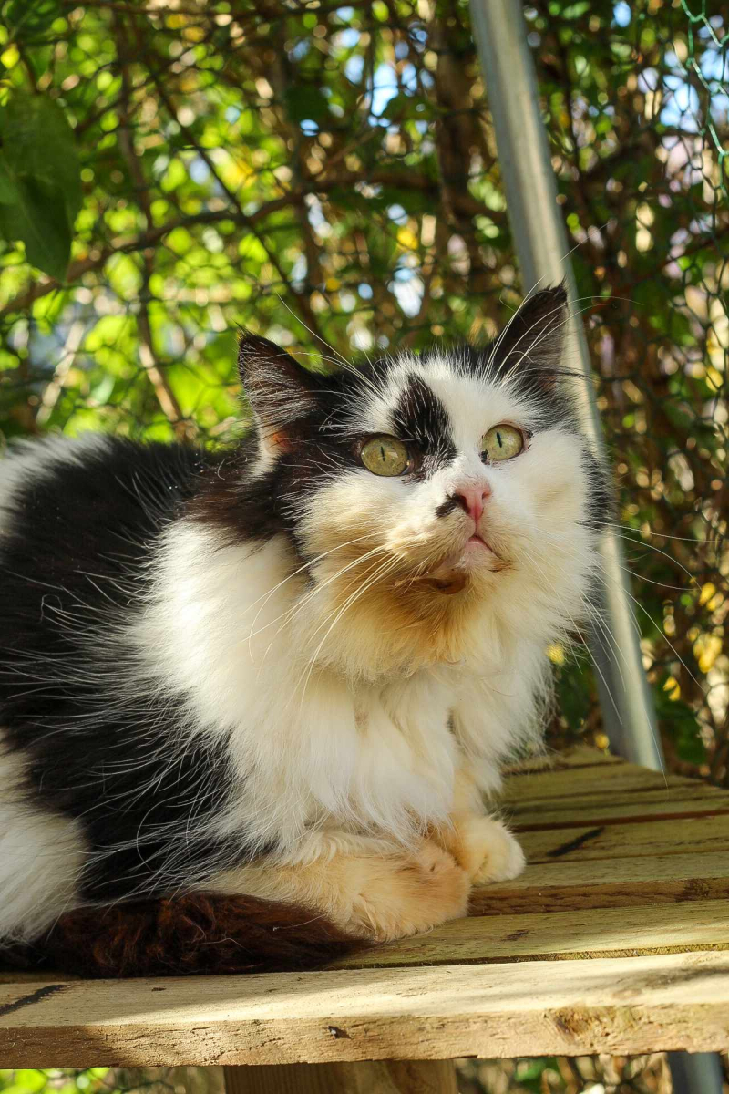 Adoption / Adoption de chat - MILO