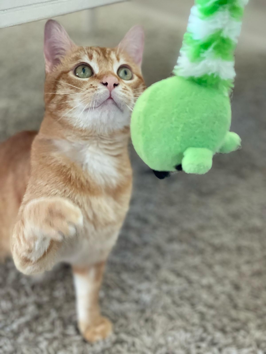 Adoption / Adoption de chat - SPECULOOS