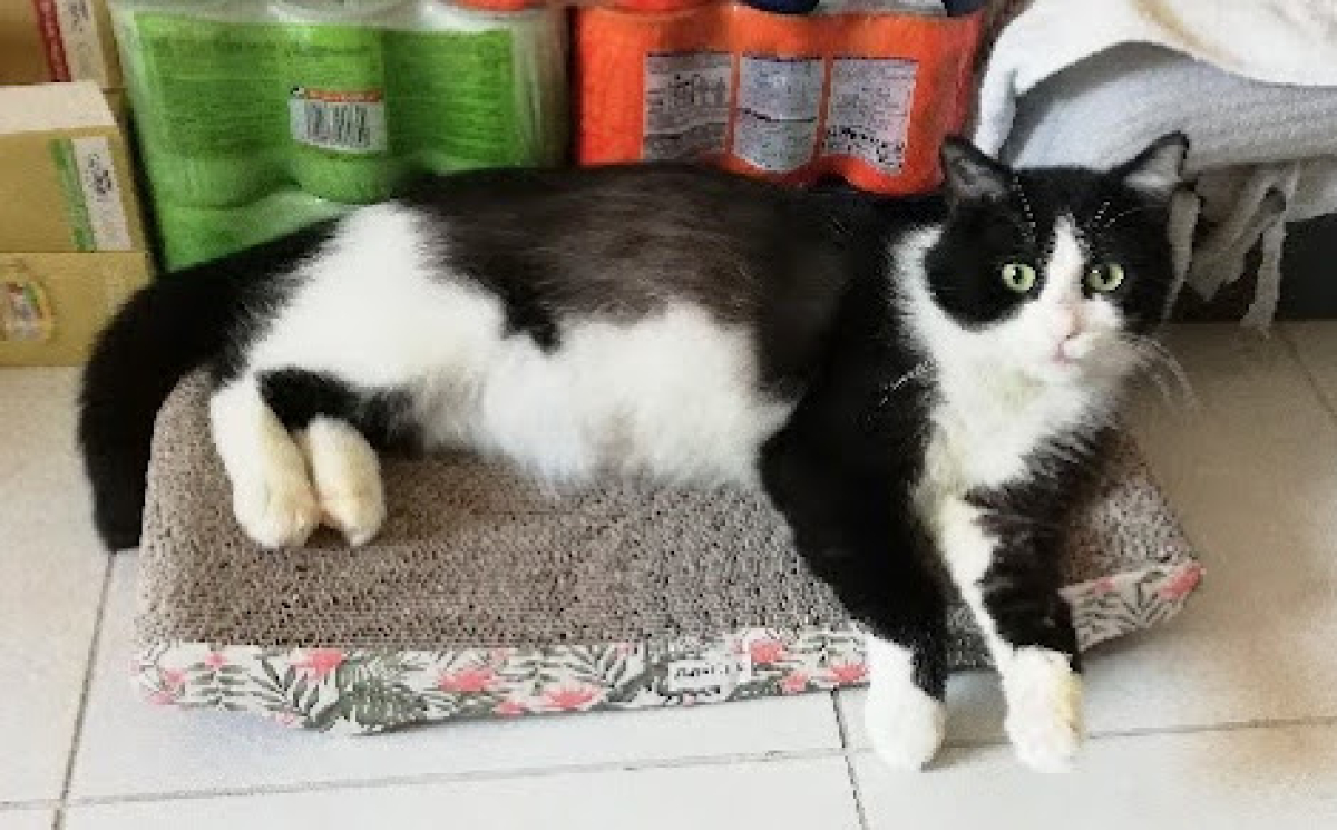 Adoption / Adoption de chat - TITOU à l'adoption