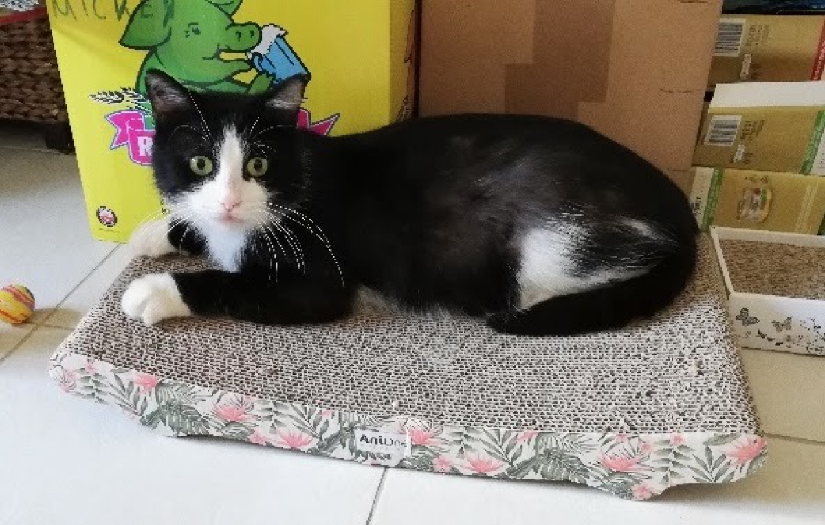 Adoption / Adoption de chat - TITOU à l'adoption