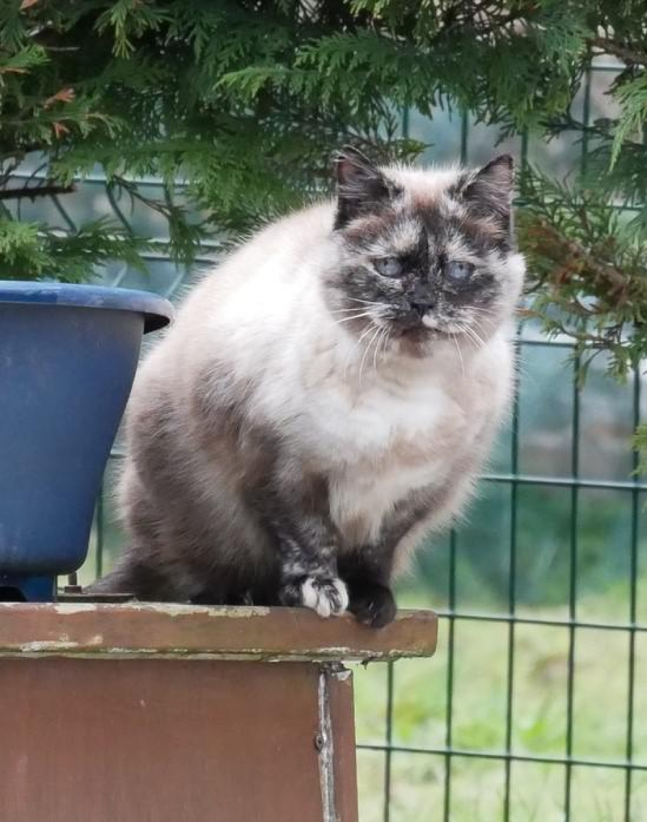 Adoption / Adoption de chat - SACHA